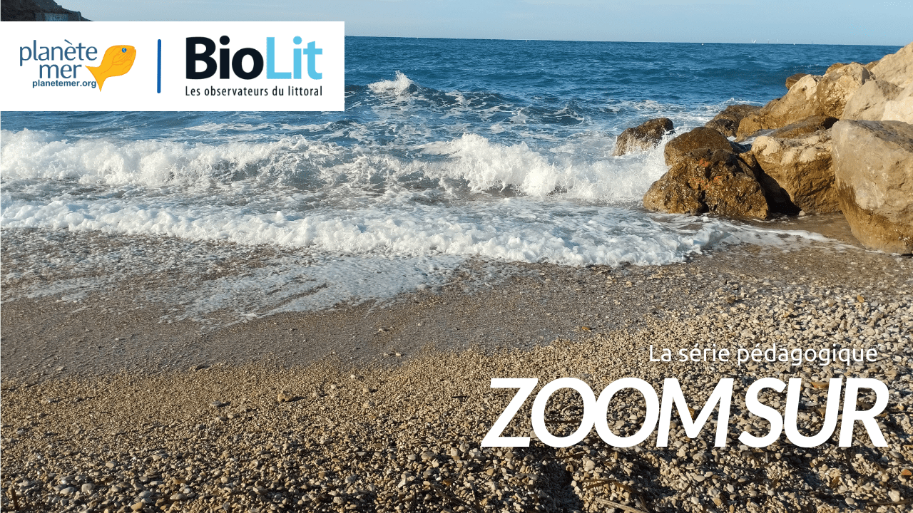 20230405_BioLit_Zoom_Sur_light - Biolit