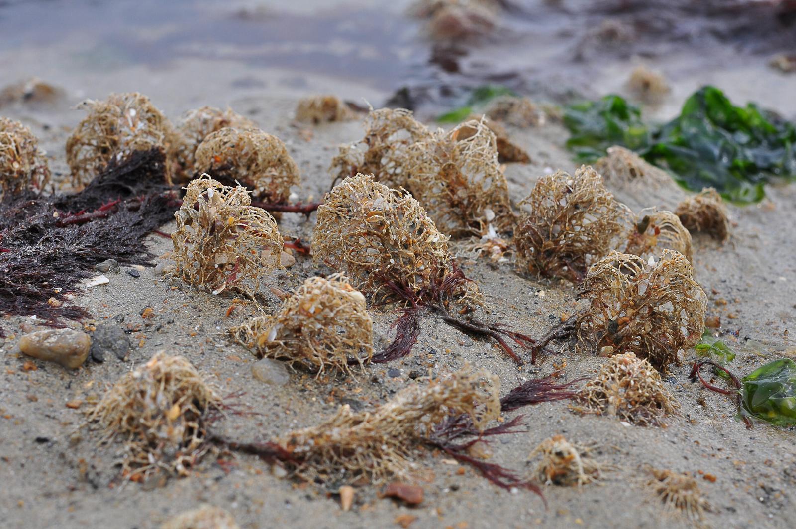 A vos observation – A nos analyses - Biolit