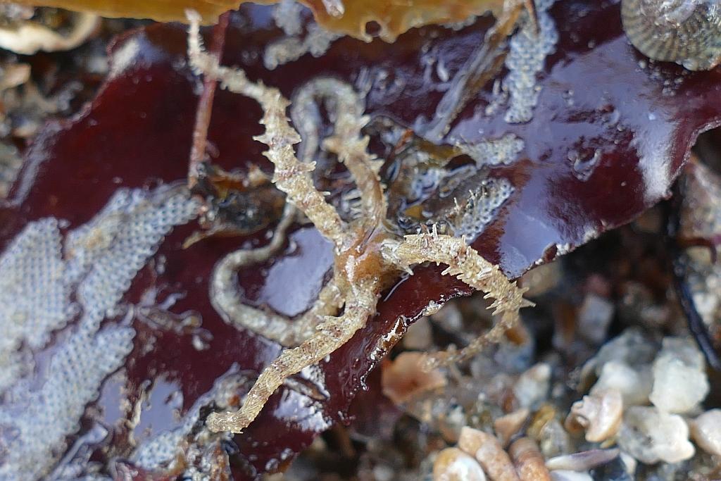 observation-a956f204-828e-4b51-b5bb-445e167a42f5 - Biolit