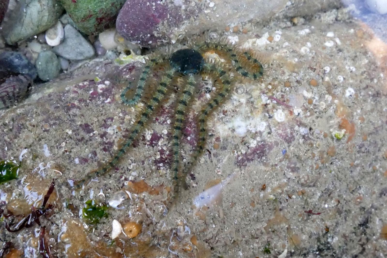 observation-03742251-8c33-4e33-84d8-cc60d68ad9f4 - Biolit