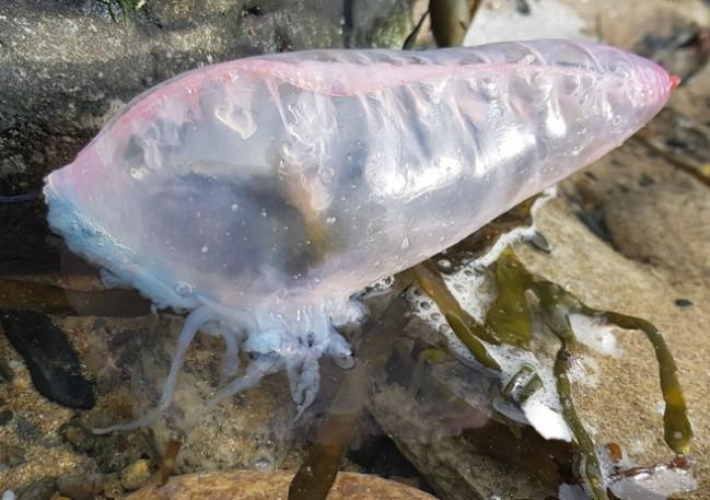 Wanted ! : le grand retour des physalies - Biolit