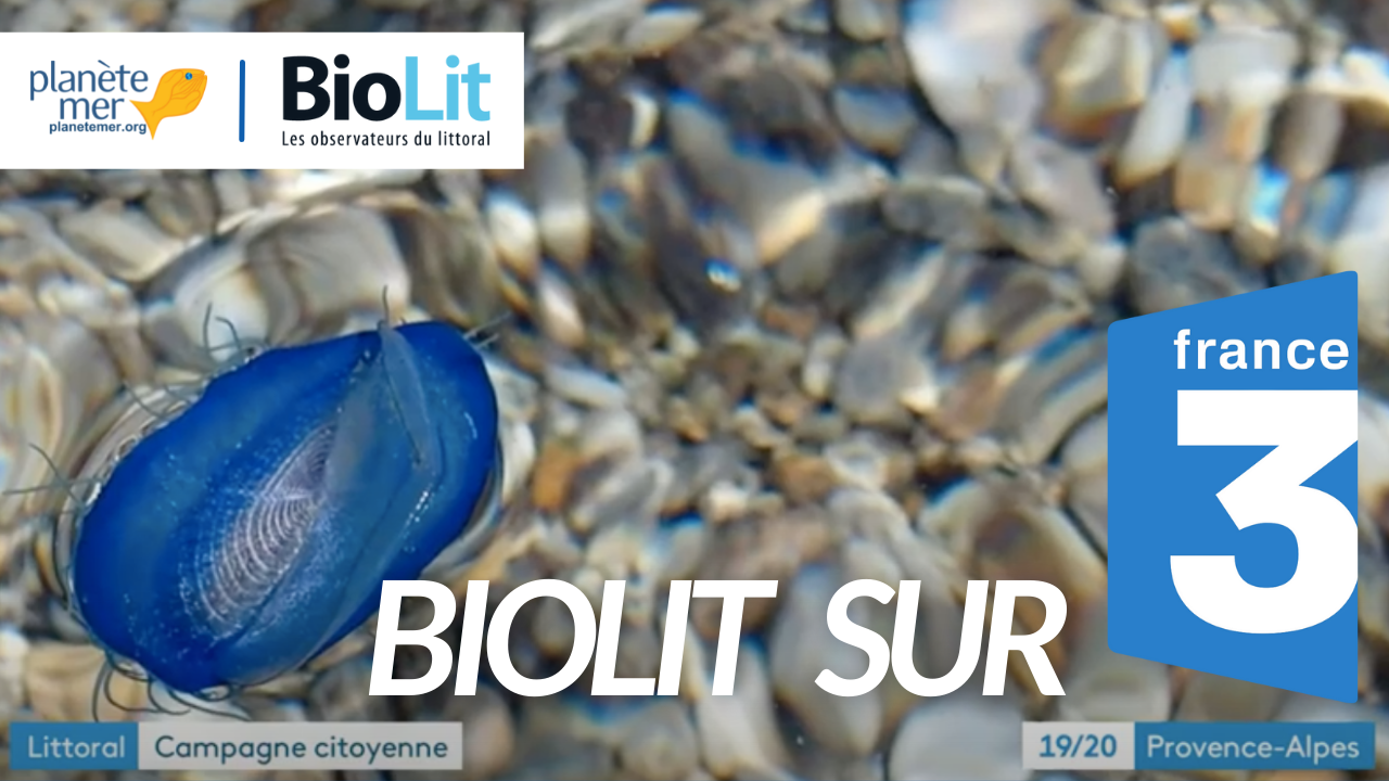 BioLit est sur France 3 - Biolit