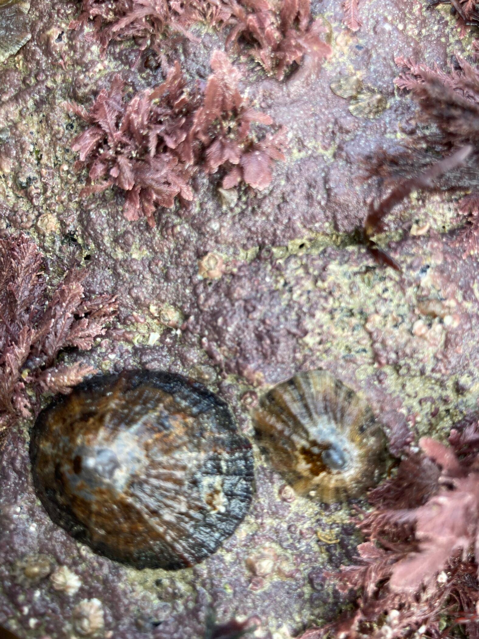 Observation #69494 - Biolit