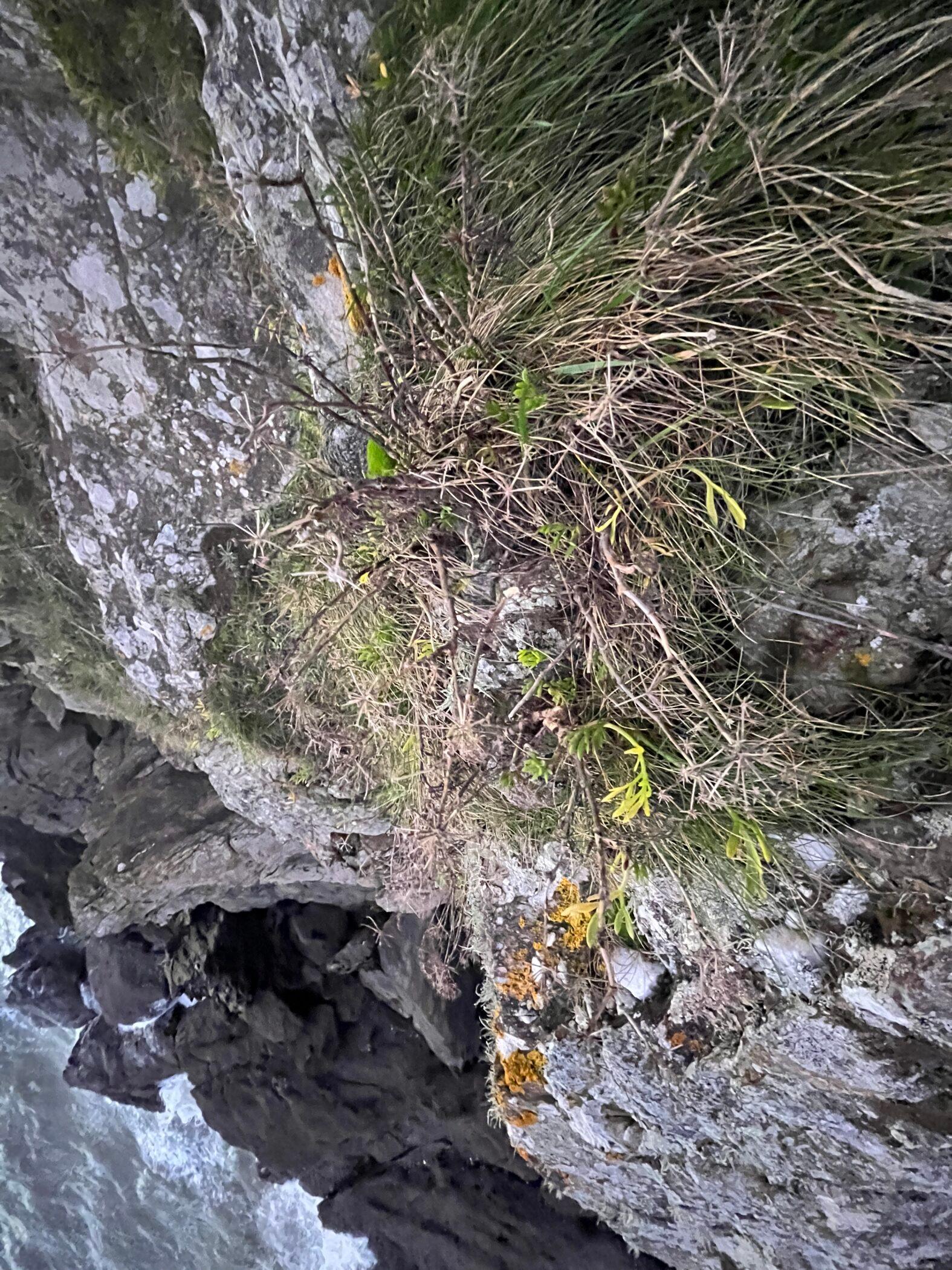 Observation #68800 - Biolit