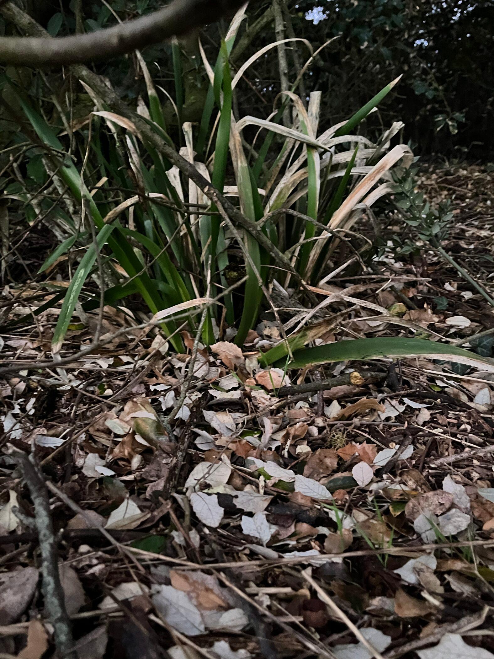 Observation #68802 - Biolit