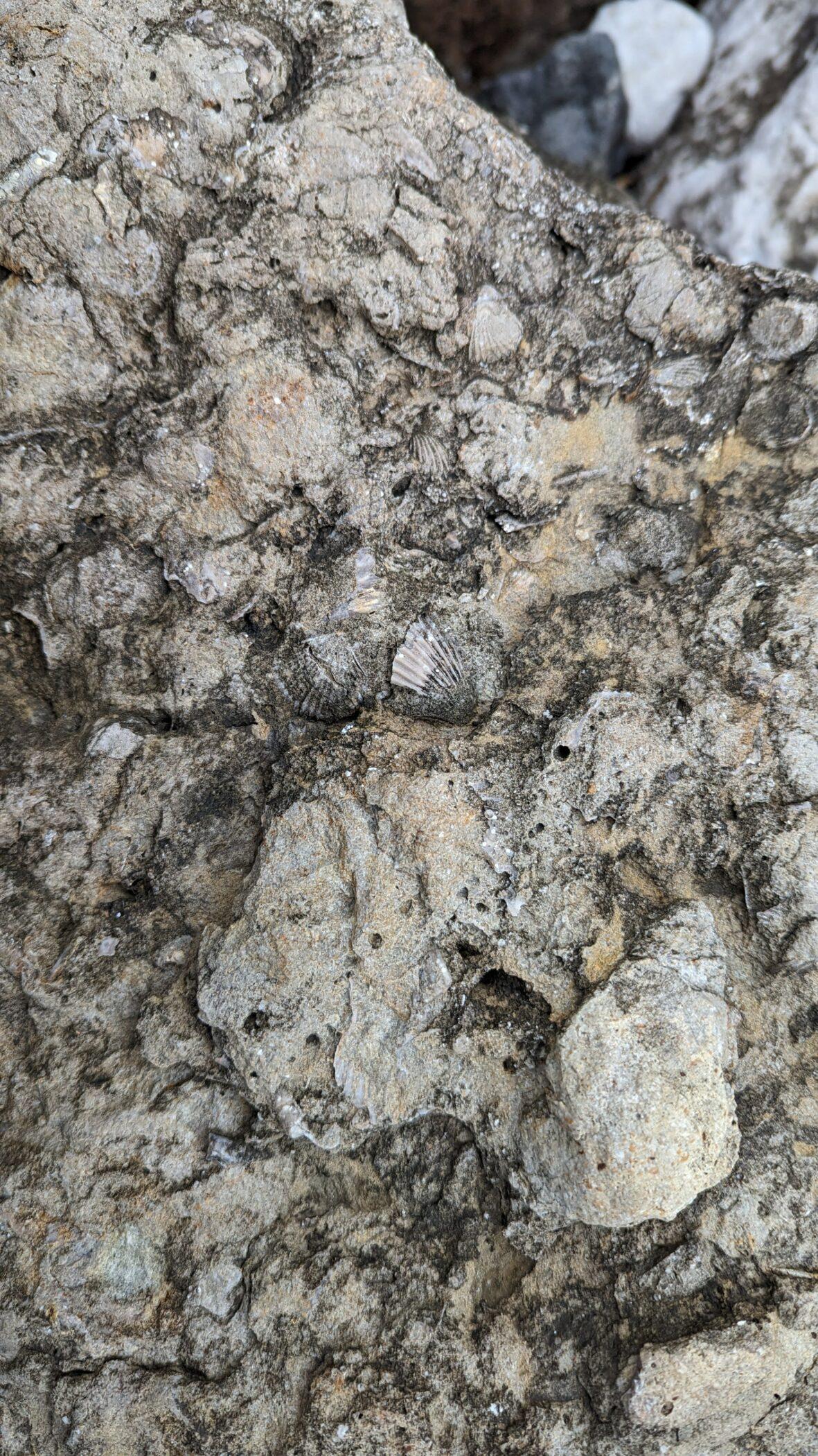 Observation #69777 - Biolit