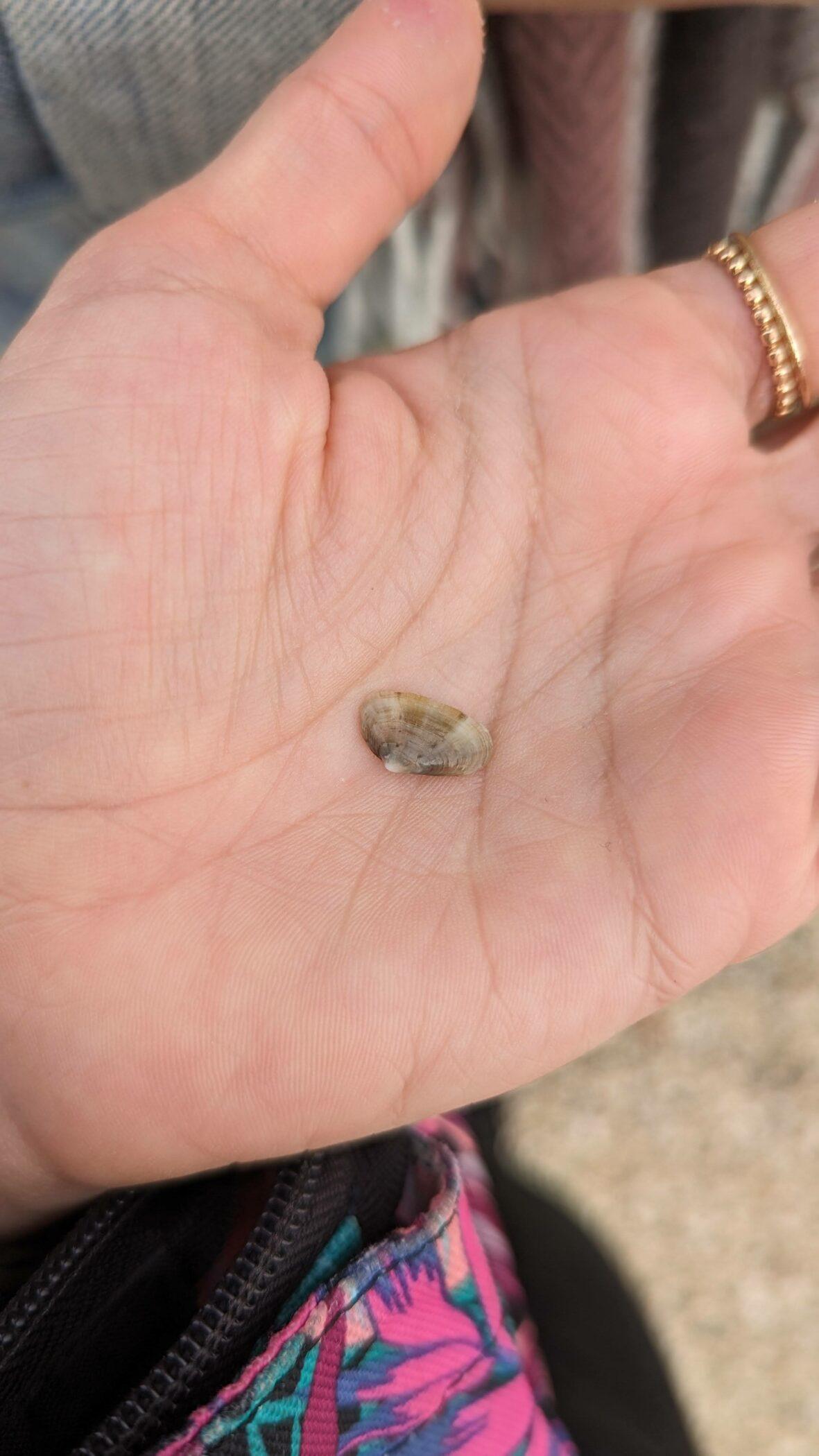 Observation #69787 - Biolit