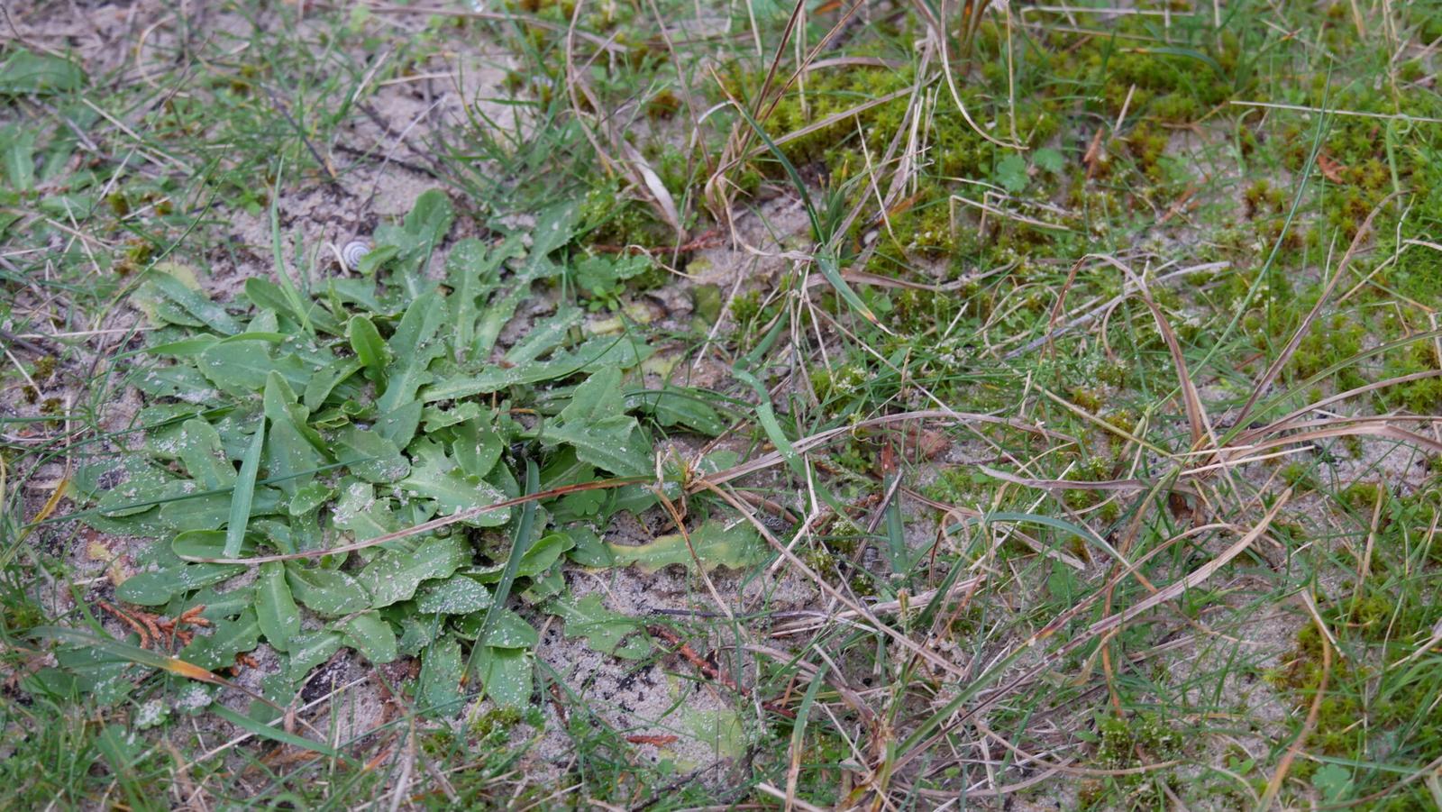 Observation #69073 - Biolit