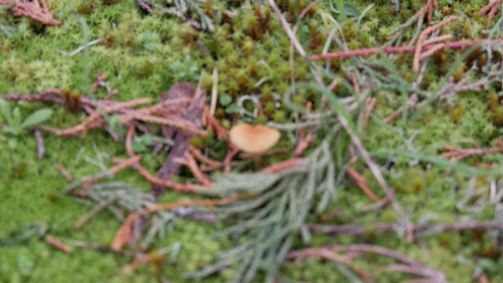 Observation #69087 - Biolit