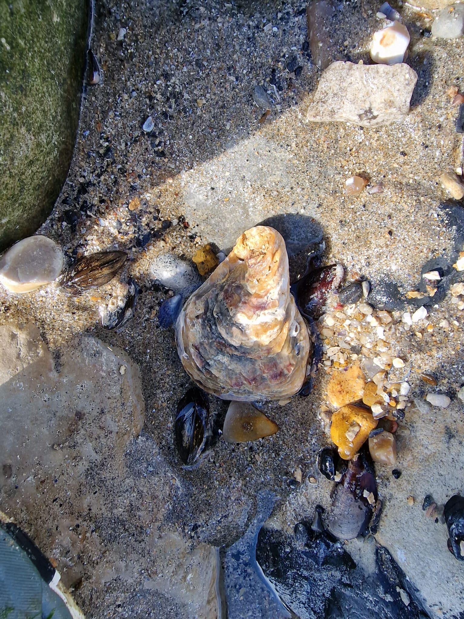 Observation #71532 - Biolit