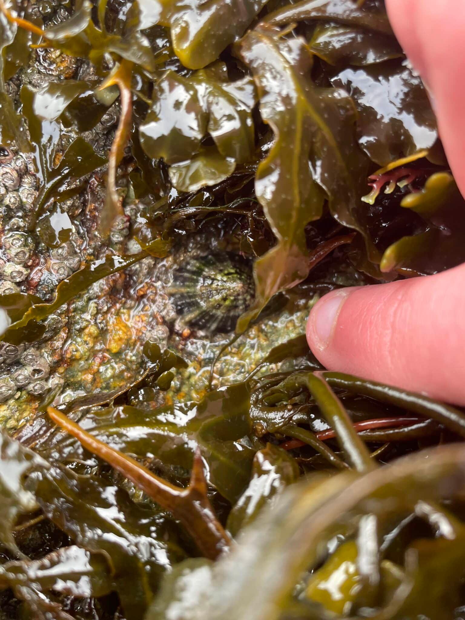 quadrat #70304 - Biolit