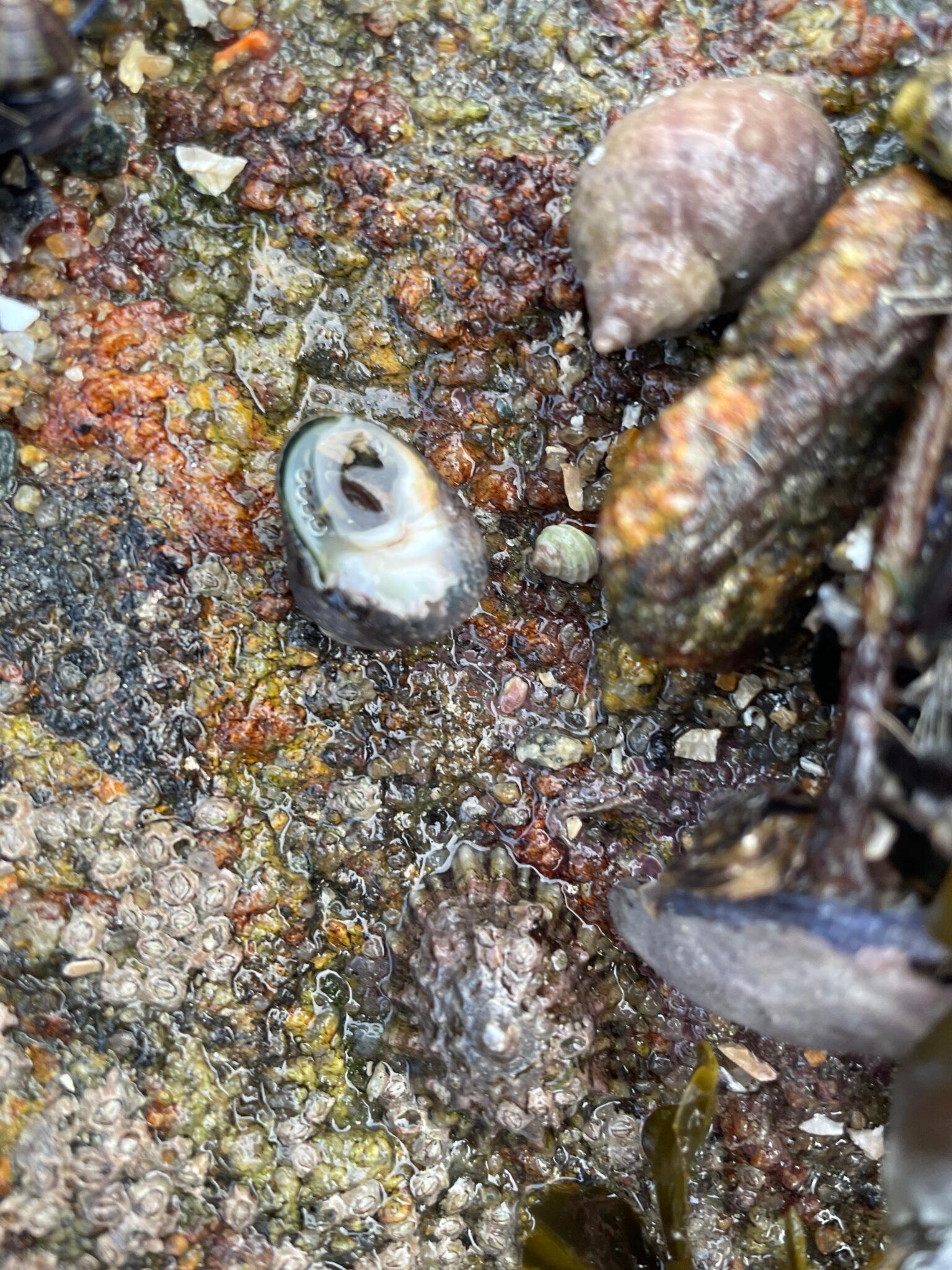 Observation #70325 - Biolit