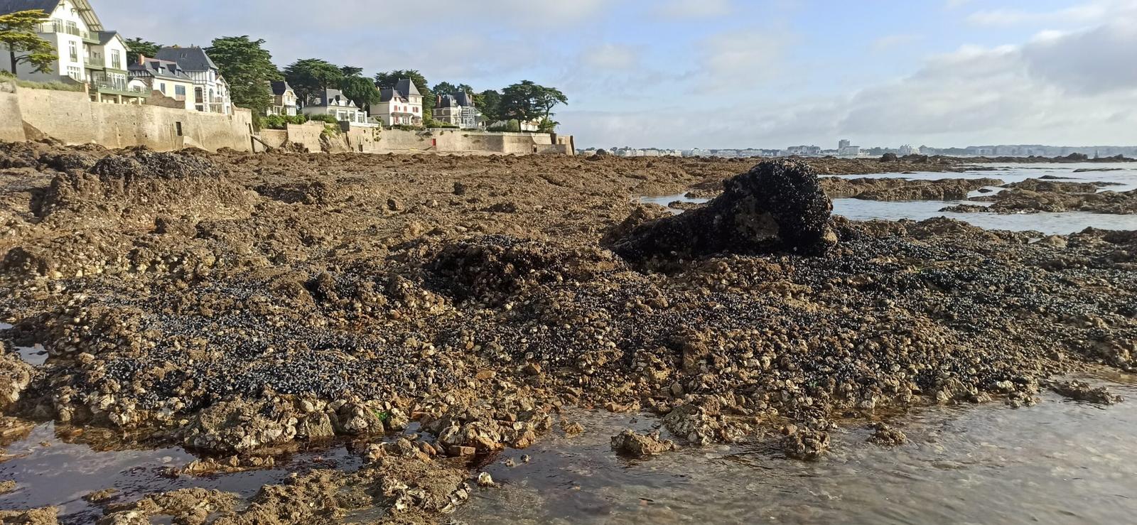 Observation #63968 - Biolit