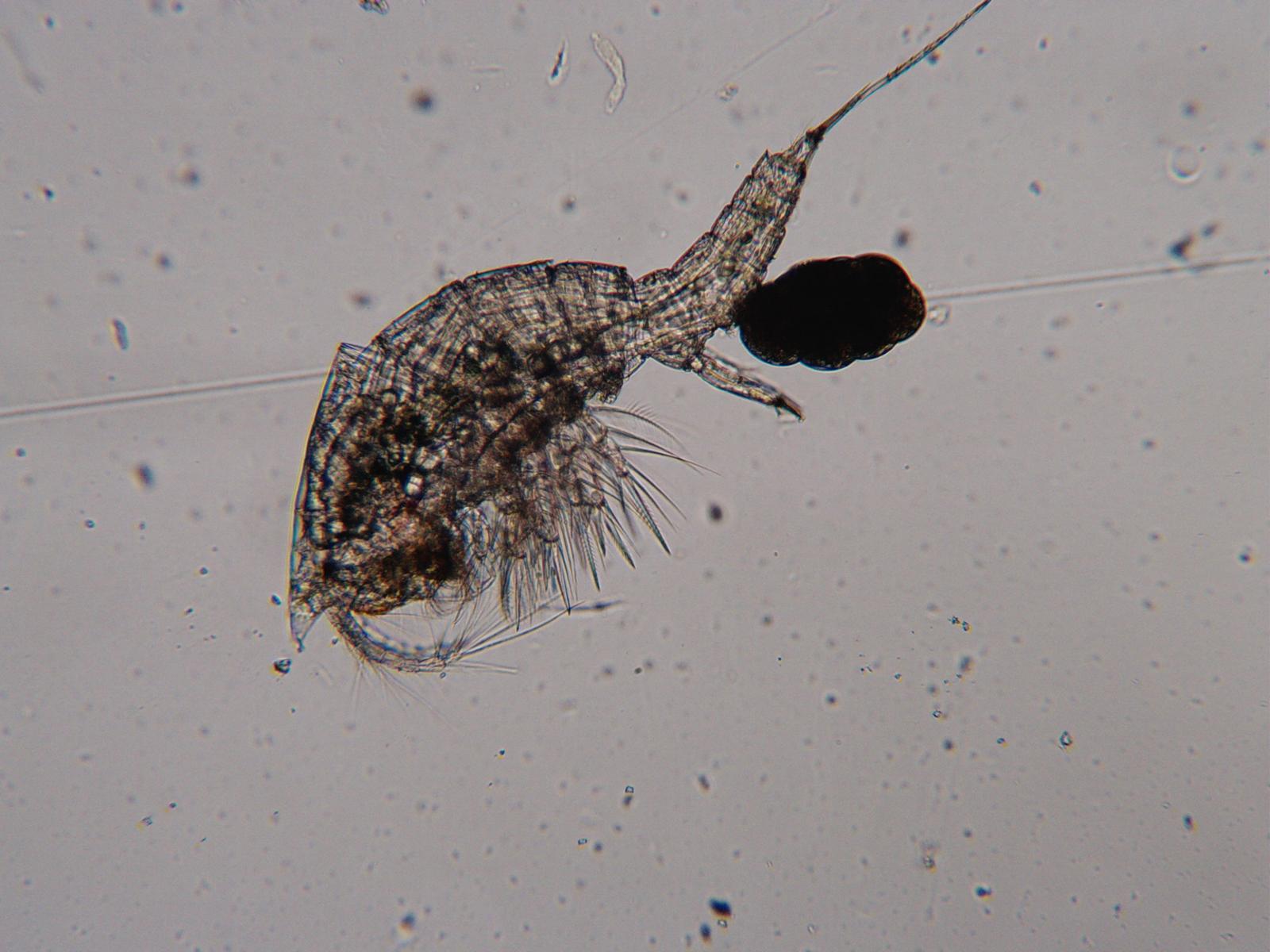 Observation #67489 - Biolit