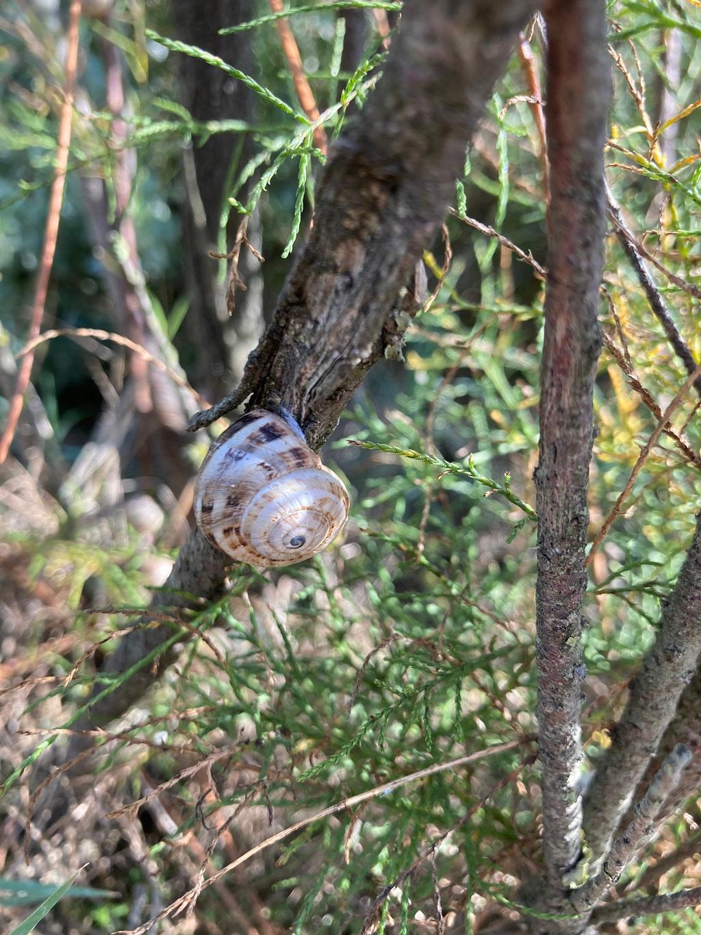 Observation #65069 - Biolit