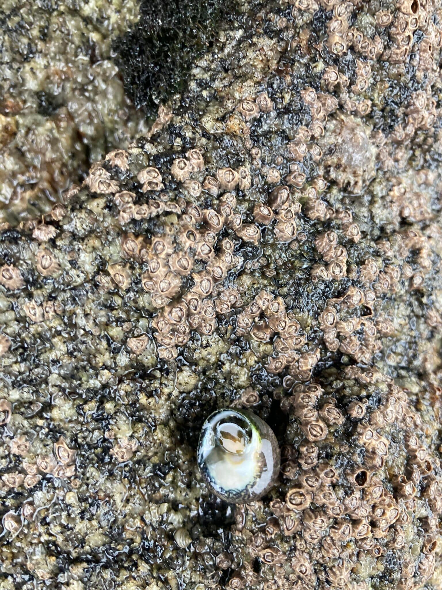 quadrat #71846 - Biolit